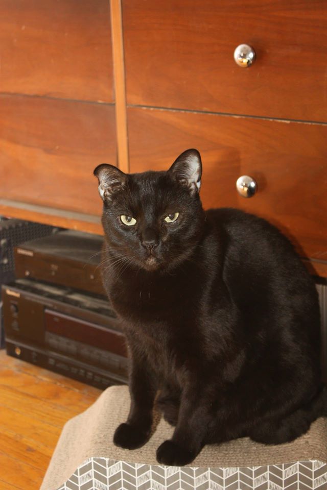 Flickinger 2009-2016 – smoredogs